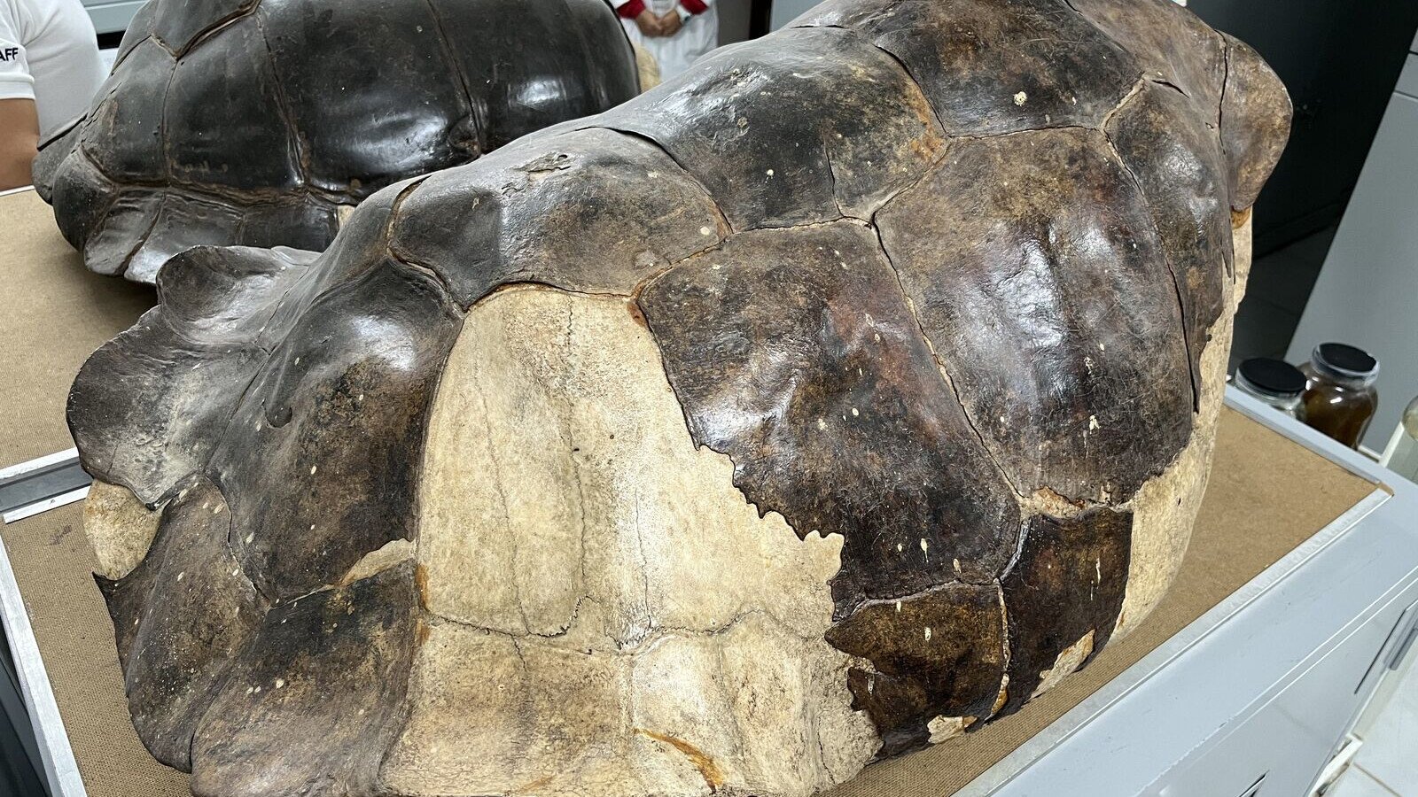 Bruynzeel wins prestigious order from Charles Darwin Foundation